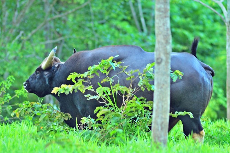 1swine8 – New Sky Post 168